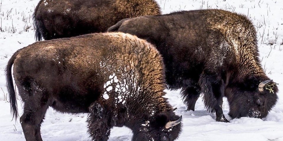 Public Engagement: DRAFT Bison Plan – Yukon Fish and Wildlife ...